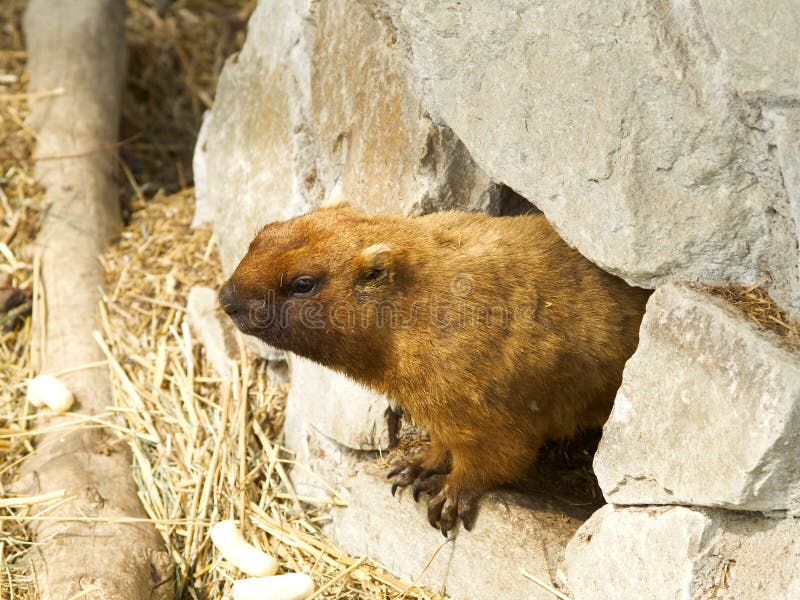 Curious gopher stock photo. Image of attention, gopher - 3474956