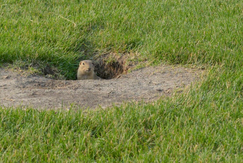 Gopher is Peeking Out of a Hole in the Lawn. Portrait, Close-up Stock ...