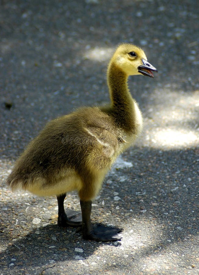 Curious Gosling stock photo. Image of nature, wildlife, bird - 52052