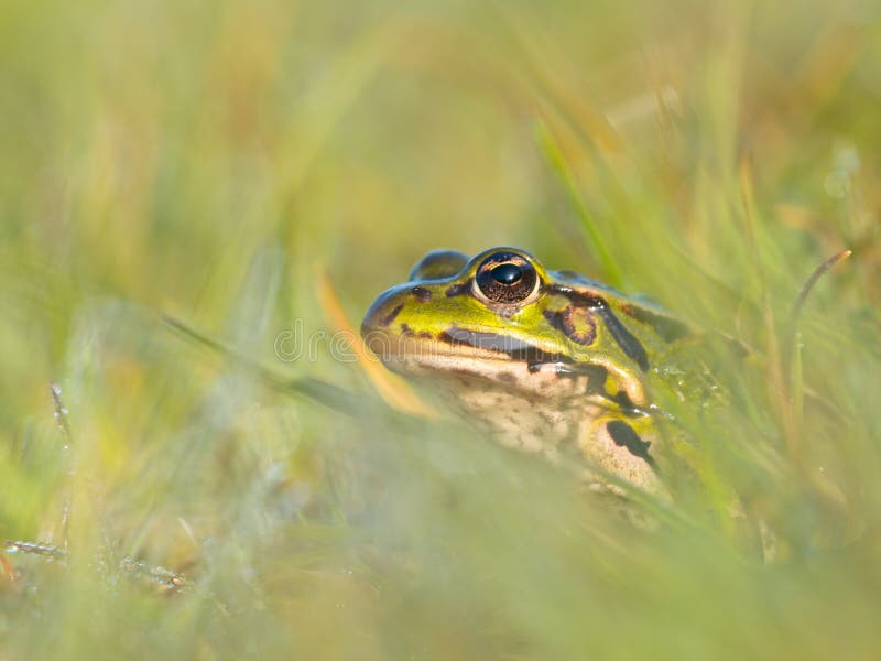 Curious green frog stock photo. Image of animal, curiosity - 27473934