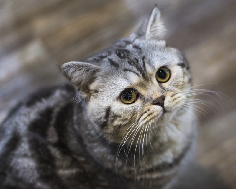 Curious Grey Cat Looks at the Camera Sitting on the Floor Stock Photo ...