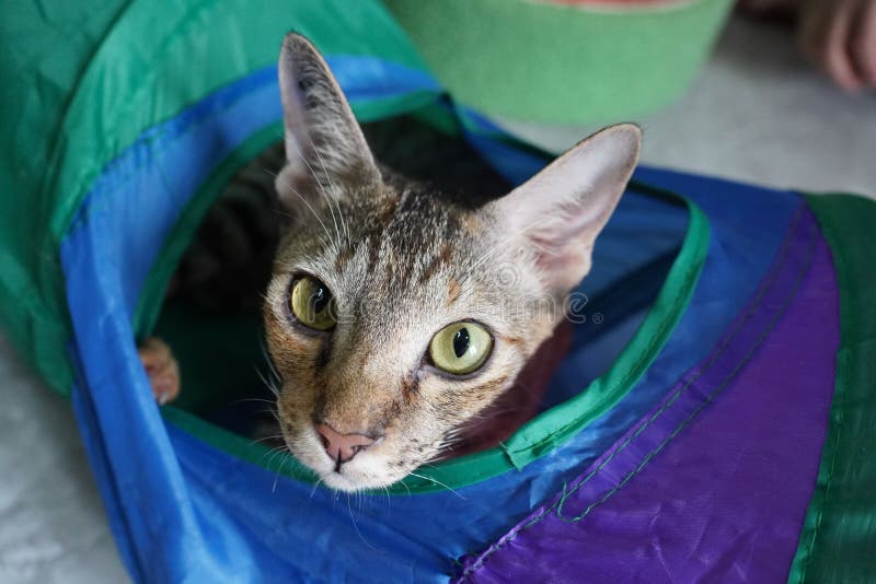 A Curious Grey Cat Peeking Out of a Bag Stock Image - Image of brown ...
