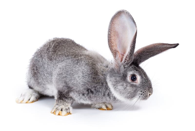 Curious Grey Rabbit Sniffing Stock Photo - Image of sitting, grey: 46203410
