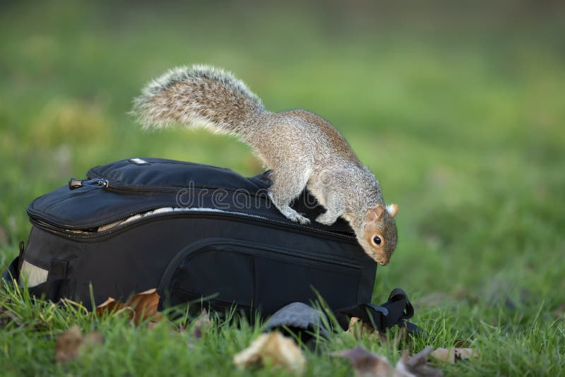 A Squirrel with a Backpack Sitting on a Log. Generative AI Image. Stock ...