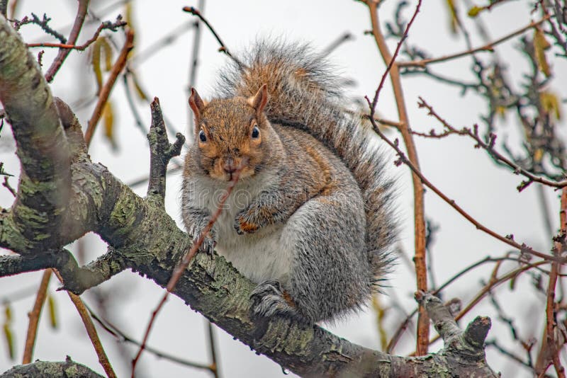 Grey Squirrel Sitting on a Branch Looking in the Window Stock Image ...