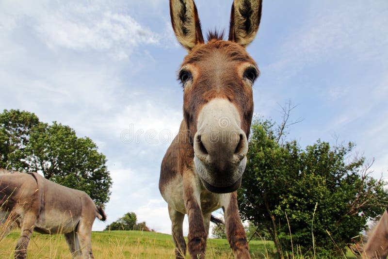 A Curious Handsome Young Donkey Stock Image - Image of gray, muzzle ...