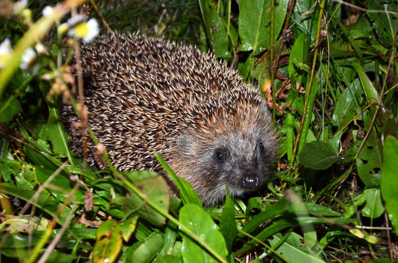 Curious hedgehog stock image. Image of needles, summer - 26301121