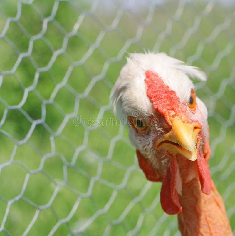 Curious hen stock image. Image of face, funny, curious - 19555265