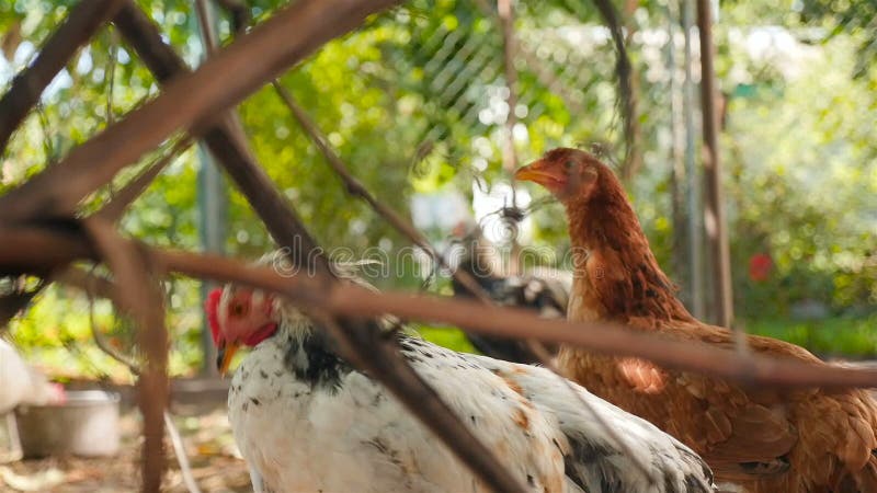 Curious Hens are Looking at the Camera. Slow Motion Stock Footage ...