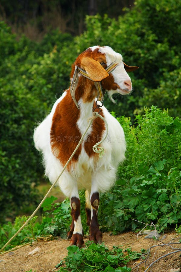 1+ Image hornless goat Free Stock Photos - StockFreeImages