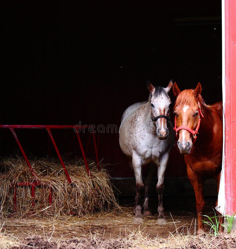 Curious Horses in Barn stock image. Image of farm, barn - 14635659
