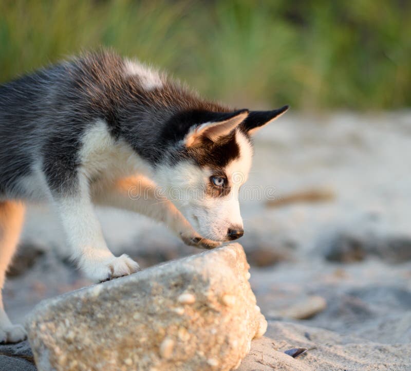 Curious husky stock image. Image of husky, curious, cuddly - 133063265