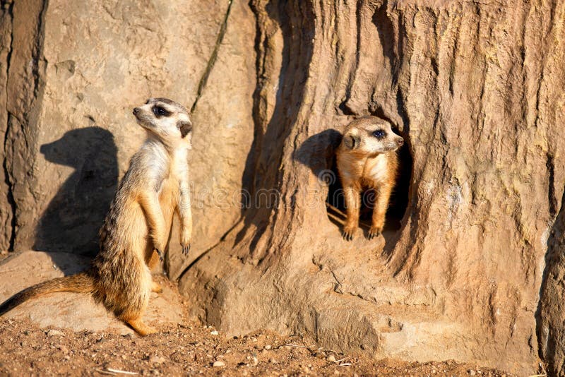 Meerkats Surikats Wild Animals Stock Image - Image of brown, captive ...