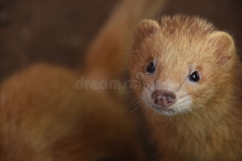 Curious and Inquisitive Orange Ferret Face Up Close Stock Image - Image ...