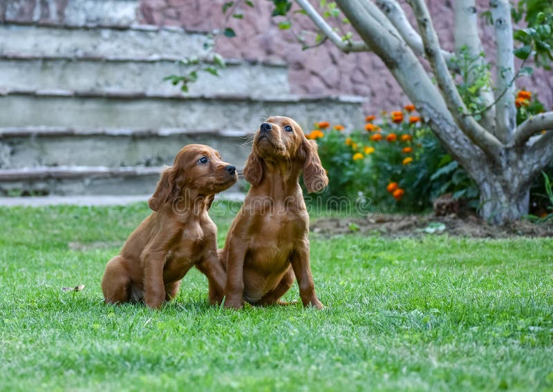 Curious Irish Setter Pair on the Nature Stock Photo - Image of eyes ...