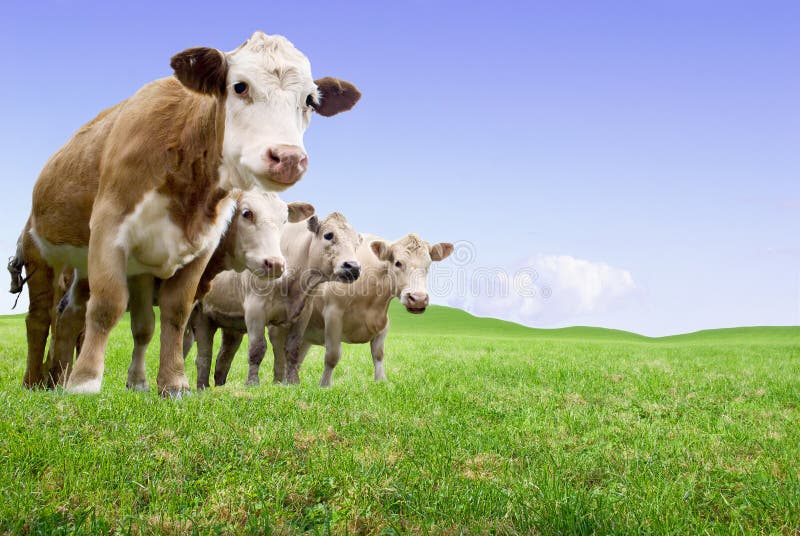 1,241 Bullocks Stock Photos - Free & Royalty-Free Stock Photos from ...