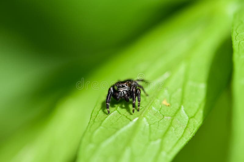 Curious jumping spider stock photo. Image of jumping - 31414938