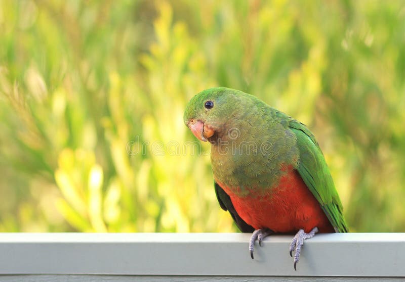 Curious King Parrot stock image. Image of great, australia - 55012015