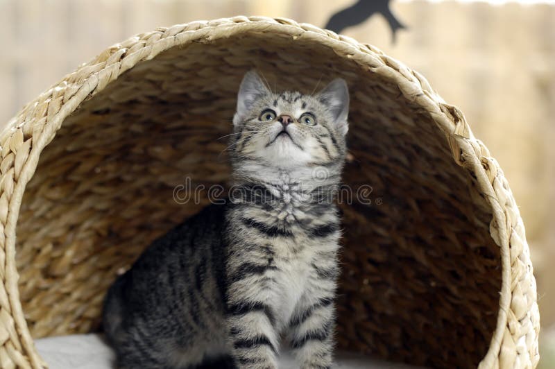 Old Kitten Inside Scratcher Stock Photos - Free & Royalty-Free Stock ...