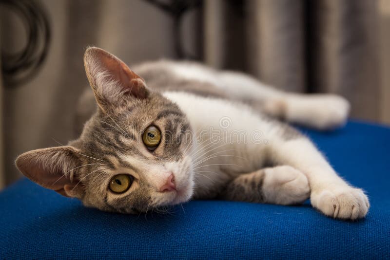 Curious Kitten stock photo. Image of mood, resting, moggie - 75965526