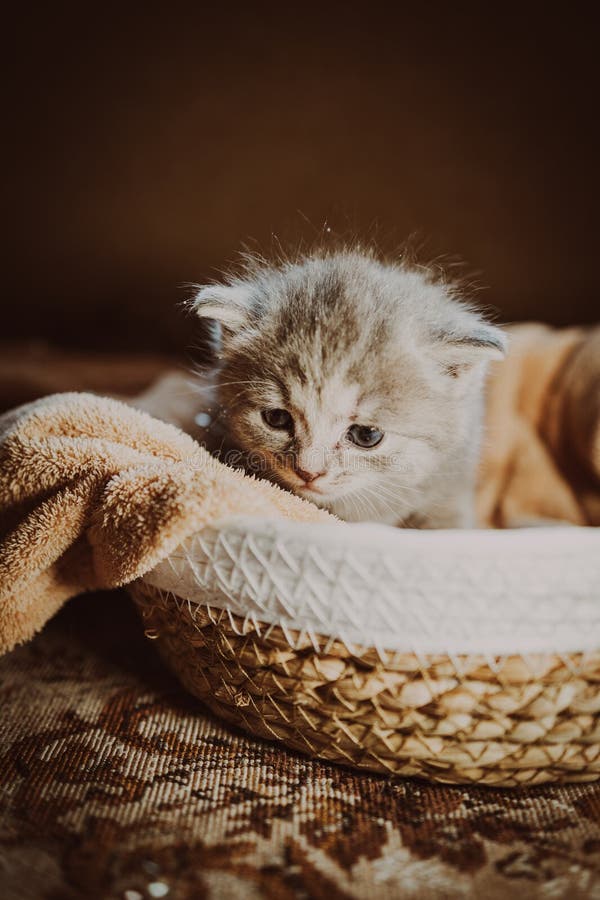 Curious Kitten Exploring a Cozy Woven Basket during a Soft Afternoon ...