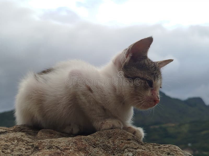 Curious Kittens Exploring Rocks Under a Cloudy Sky. Stock Image - Image ...