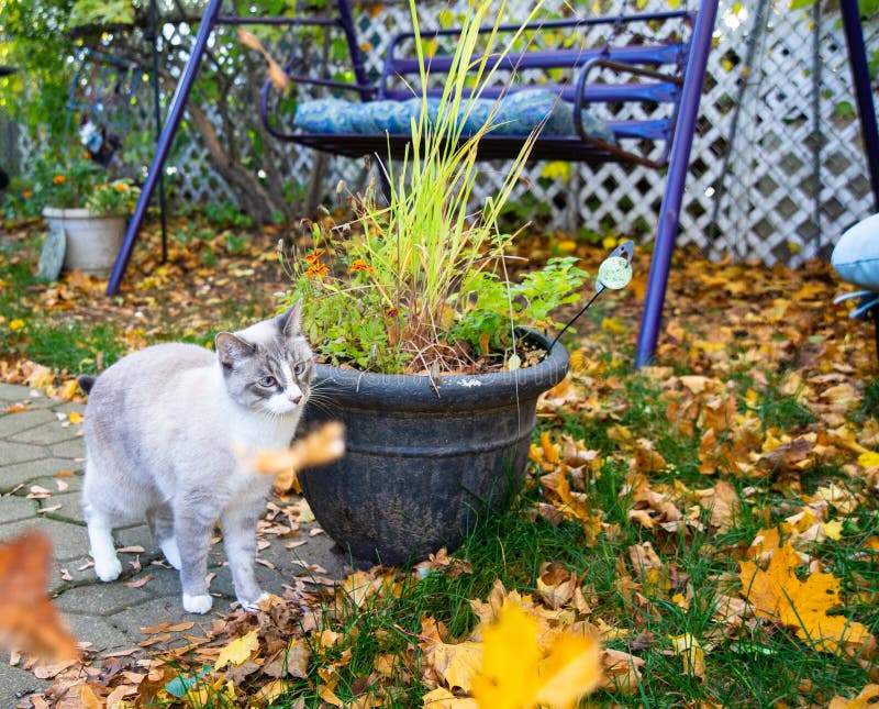 An Autumn Kitty Exploring stock photo. Image of four - 213750112