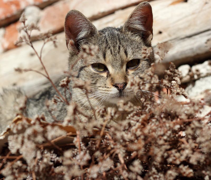 Curious Kitty Resting at Noon Stock Image - Image of pretty, eyes: 32025169