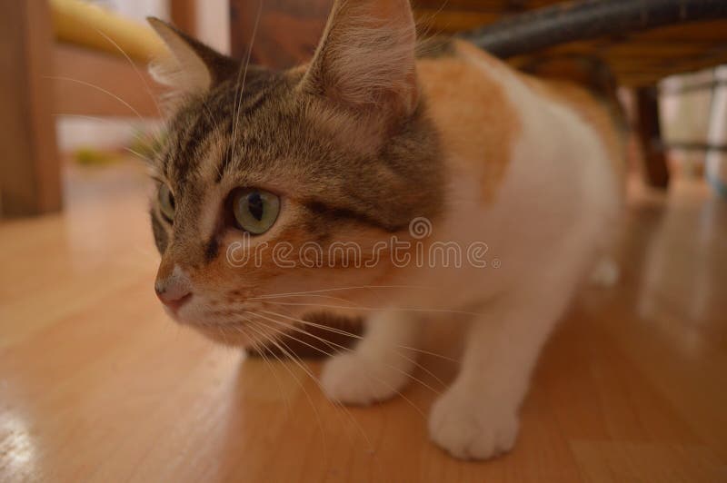 Curious kitty stock image. Image of curious, shycat - 109704765
