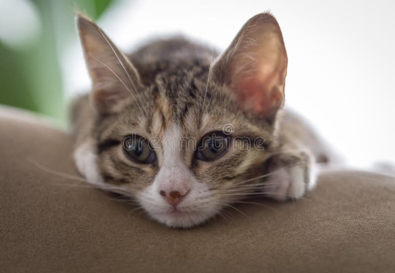 The always Curious KittyCat Stock Photo - Image of furry, curious ...