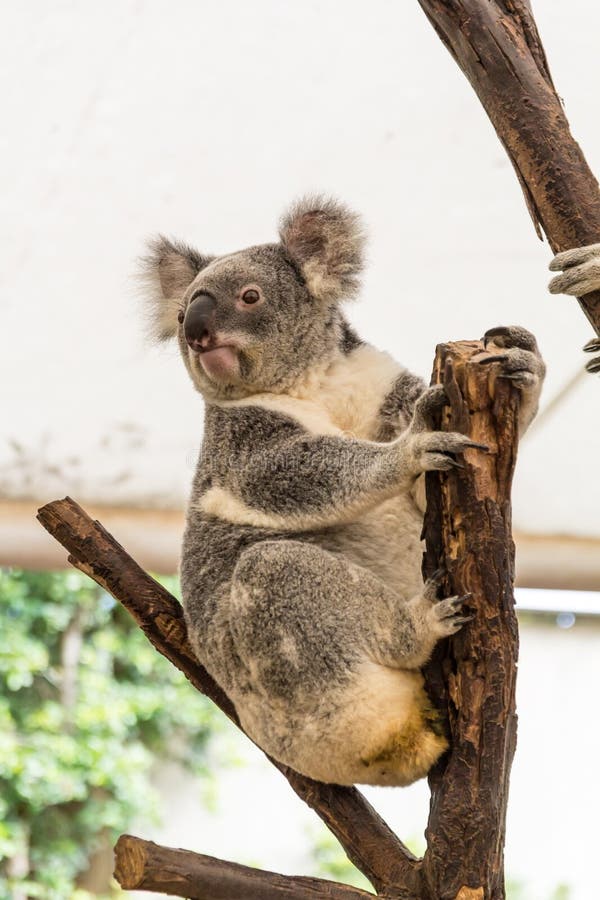 Curious Koala Baby Looking Out Pouch with Sleepy Mummy, Kangaroo Island ...