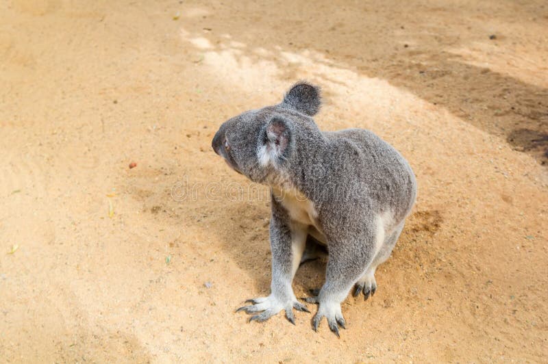 Curious Koala Baby Looking Out Pouch with Sleepy Mummy, Kangaroo Island ...