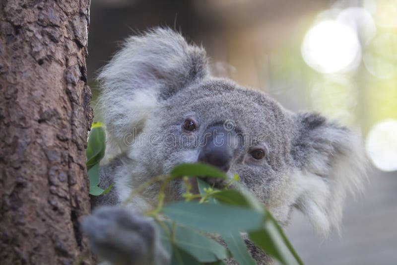 Curious koala on the tree stock photo. Image of brisbane - 29352590