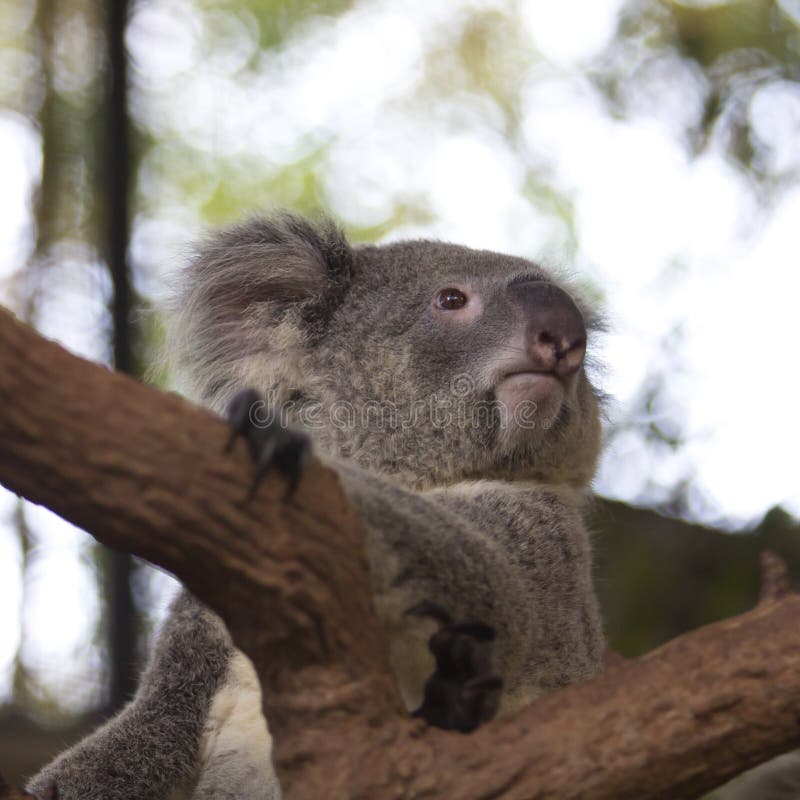 Curious koala on the tree stock photo. Image of face - 29352612