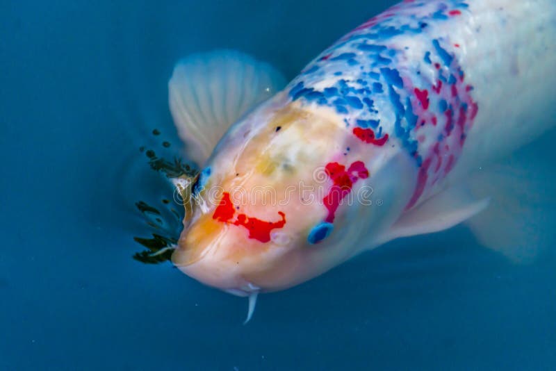 Curious Koi Fish 5 stock photo. Image of fish, outdoors - 165667764