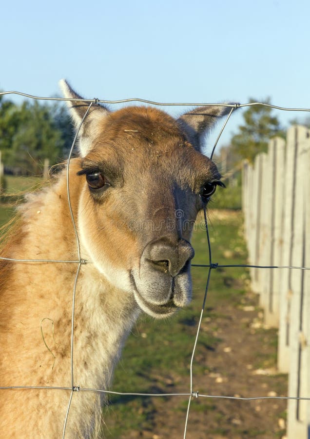 Curious Lama Looking through the Fence Stock Image - Image of looking ...