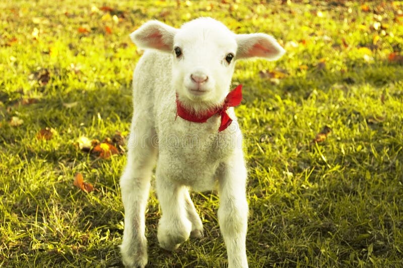 Curious lamb portrait stock photo. Image of born, beautiful - 151734758