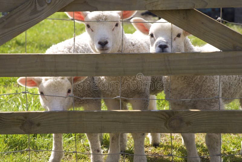 Lambs stock image. Image of britain, outside, cute, photograph - 115654255