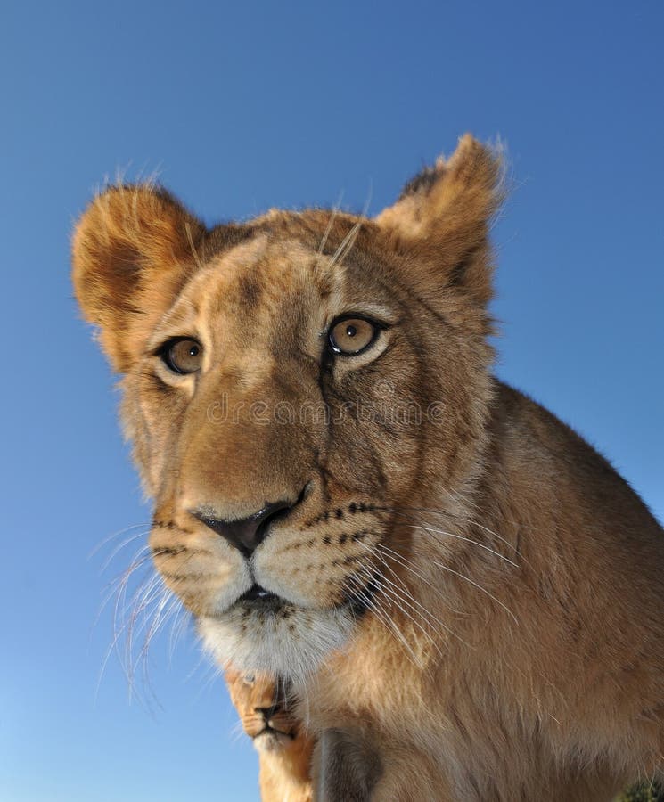 Curious lion stock photo. Image of camouflage, plain - 22304424