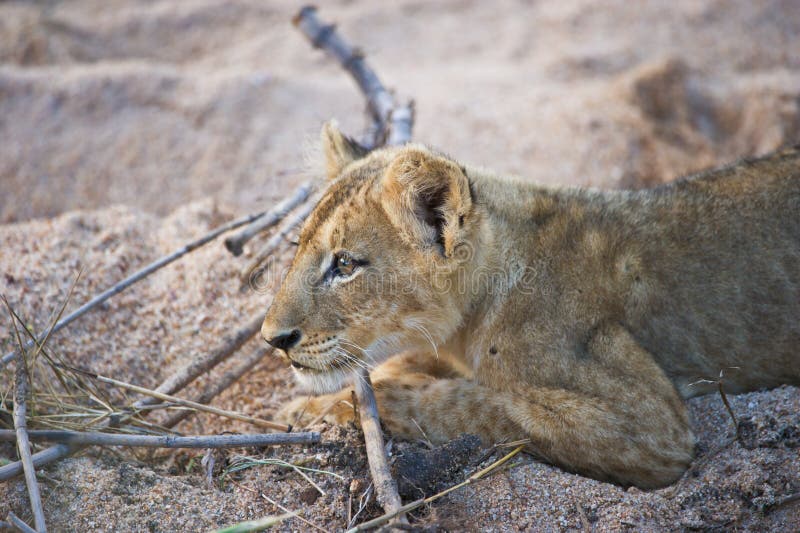 Curious Lion Cub in the African Wilderness Stock Image - Image of lying ...