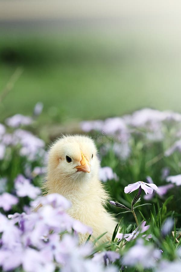 Chick in Flowers stock image. Image of adorable, outdoors - 24153823
