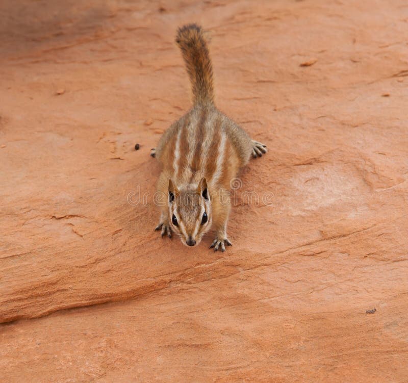 Curious little chipmunk stock photo. Image of paws, curious - 34971134