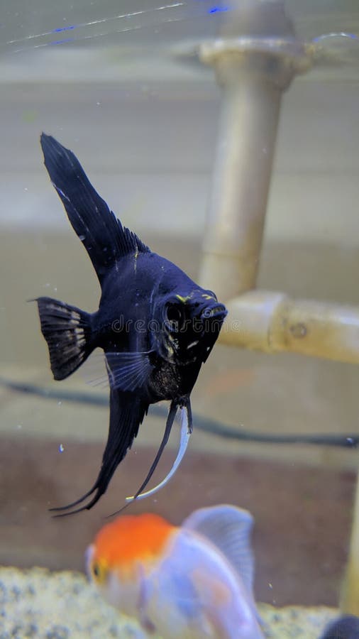 Curious Little Cute Black Fish Stock Image - Image of fish, parrot ...