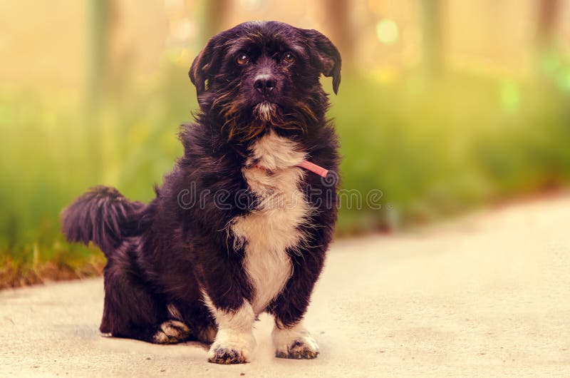 Curious little dog stock photo. Image of animal, looking - 89626964