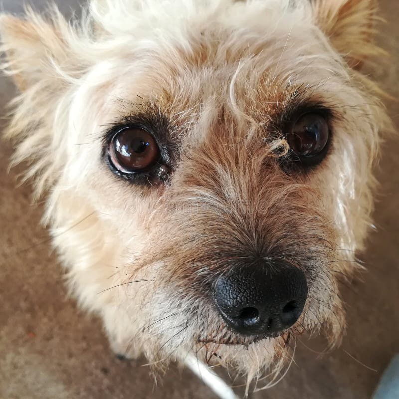 Curious Little Dog Looking in the Camera Stock Image - Image of looking ...