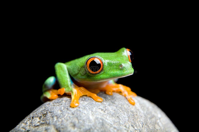 Curious Little Frog Isolated On Black Stock Photo - Image of ...