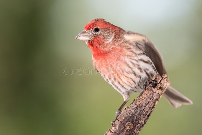 Curious Little House Finch Perched in a Tree Stock Photo - Image of ...