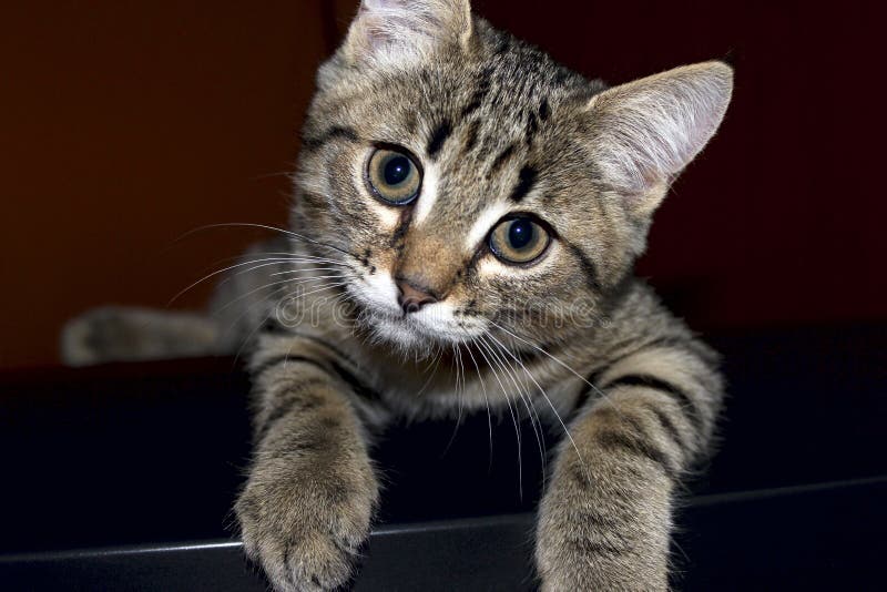 Little curious kitten. stock image. Image of infancy - 16891985