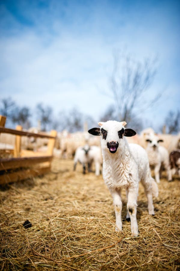 Curious Little Lamb Singing in Local Farm Stock Image - Image of baby ...