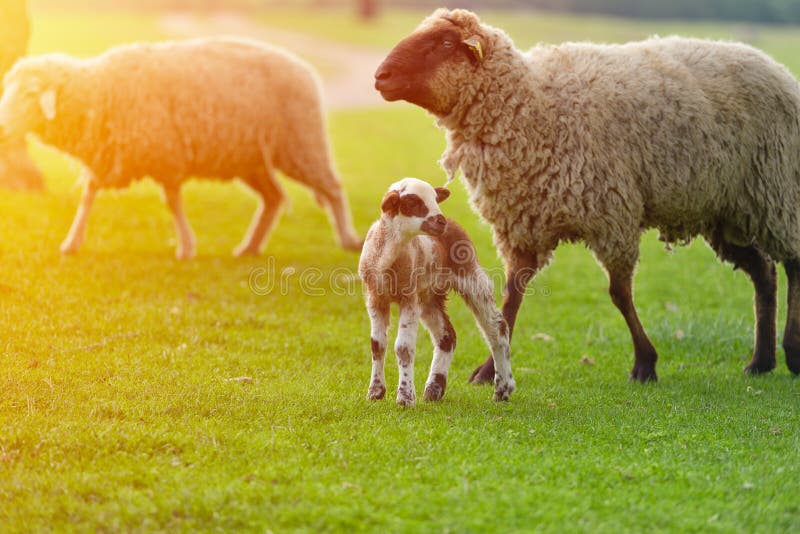 Curious Little Lamb Standing and Watching. Sunrise Warm Light on ...